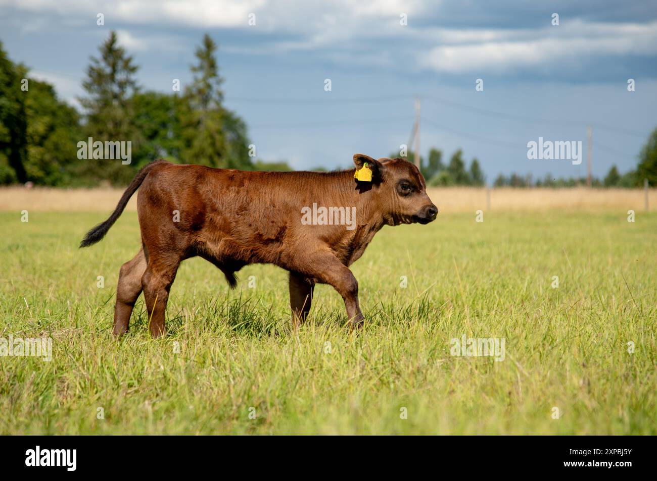 Black angus calf walking in grass Stock Photo - Alamy