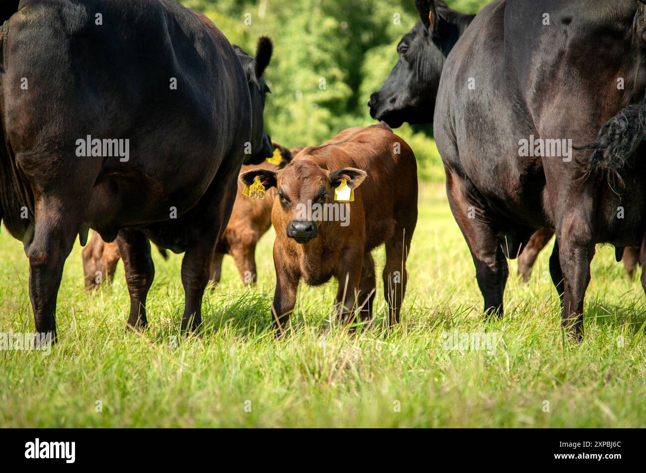 Black angus cow and calf on meadow Stock Photo - Alamy