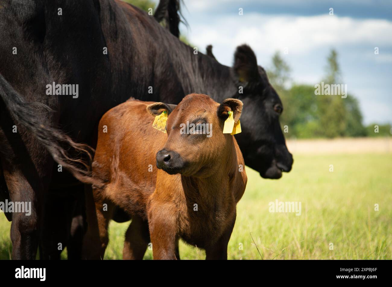 Black angus cow and calf on meadow Stock Photo - Alamy