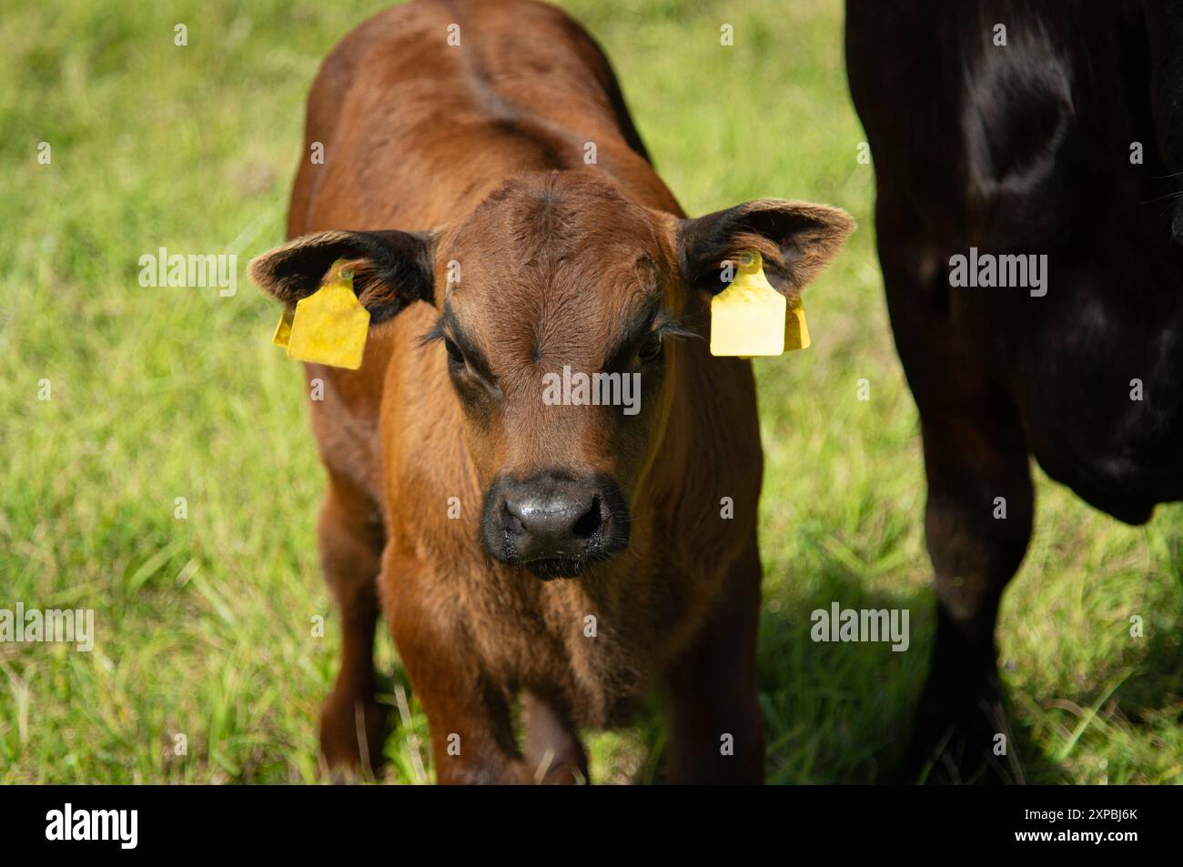 Calf angus hi-res stock photography and images - Alamy