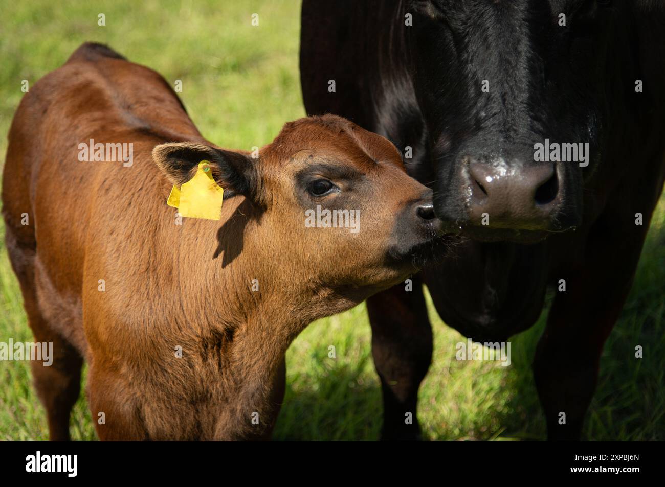Black angus calf portrait Stock Photo - Alamy