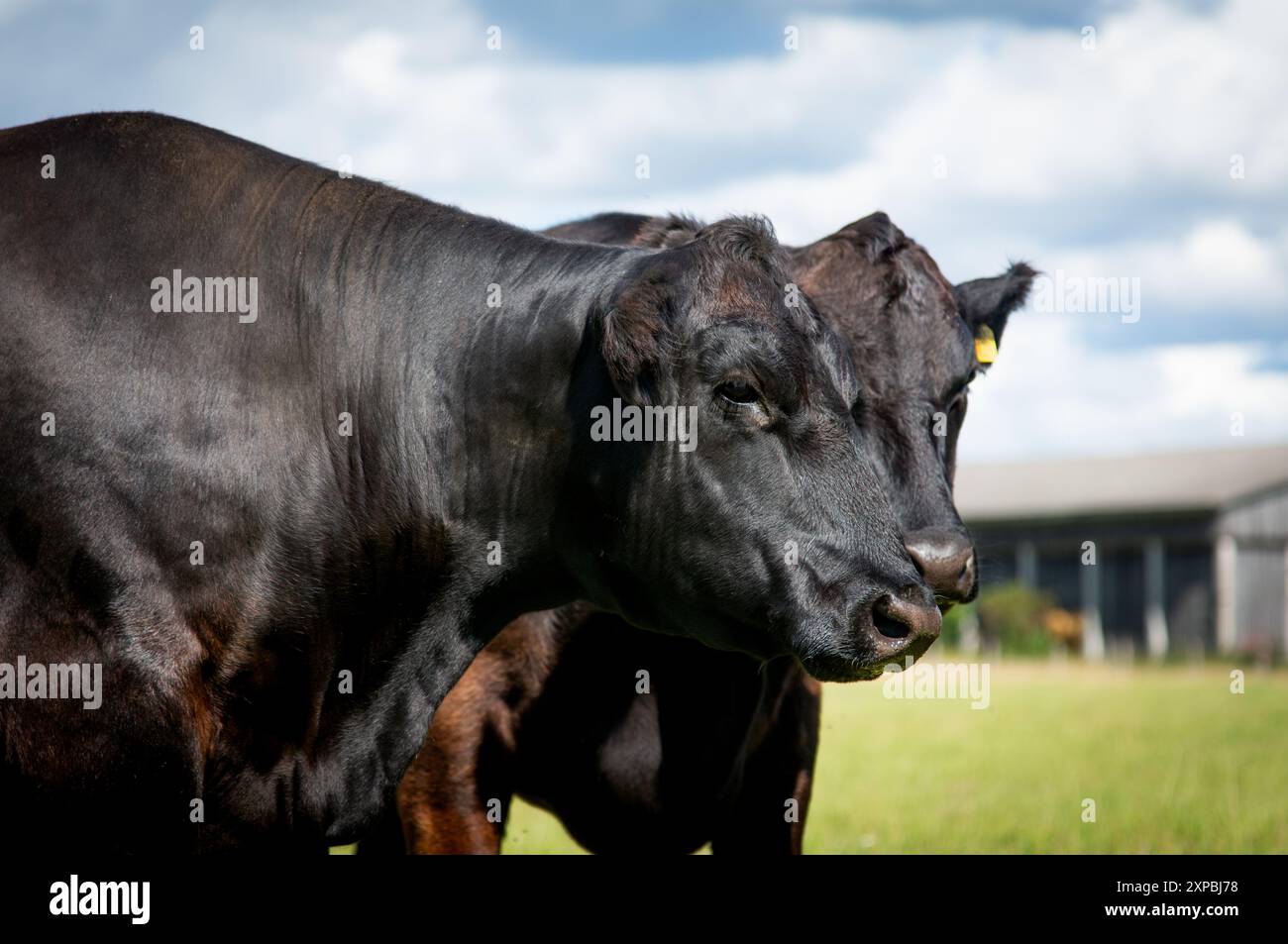 Black angus cows portrait, cow head Stock Photo - Alamy