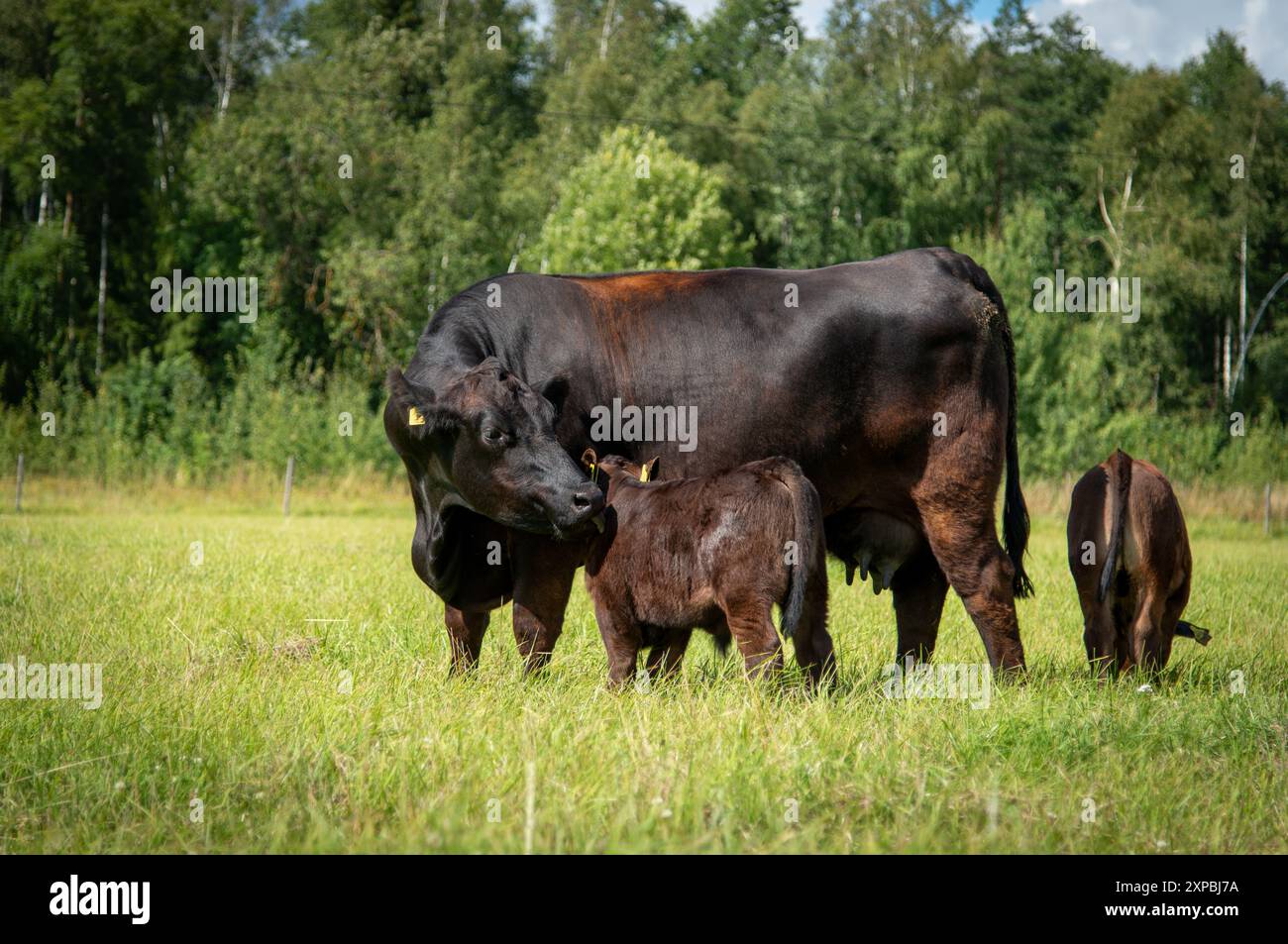 Black angus cow and calf on meadow Stock Photo - Alamy