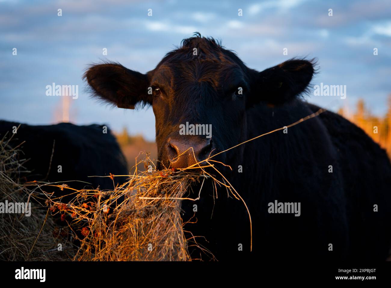 Black angus cow eating hay, portrait Stock Photo - Alamy