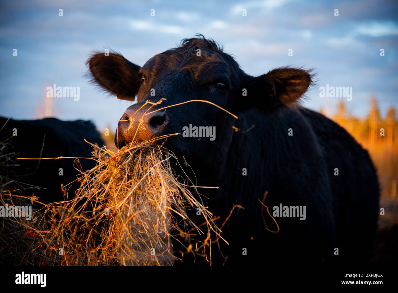 Black angus cow eating hay, portrait Stock Photo - Alamy