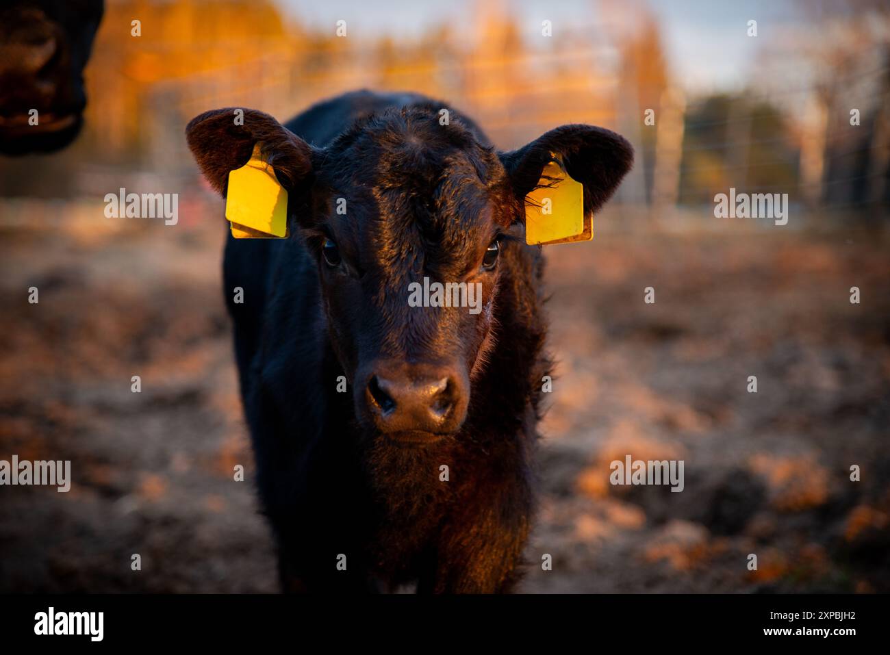 Black angus calf portrait Stock Photo - Alamy
