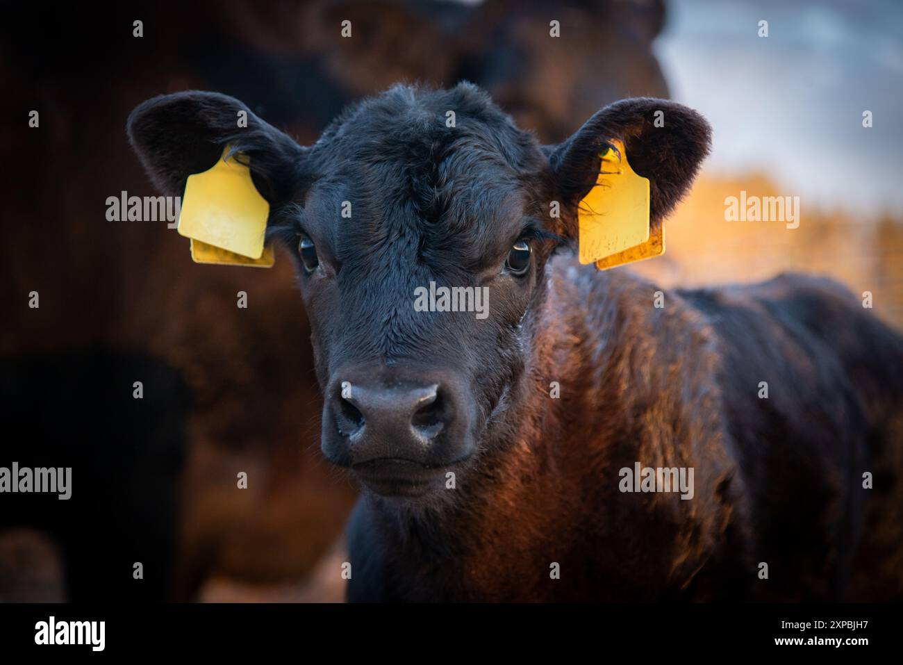 Black angus calf portrait Stock Photo - Alamy
