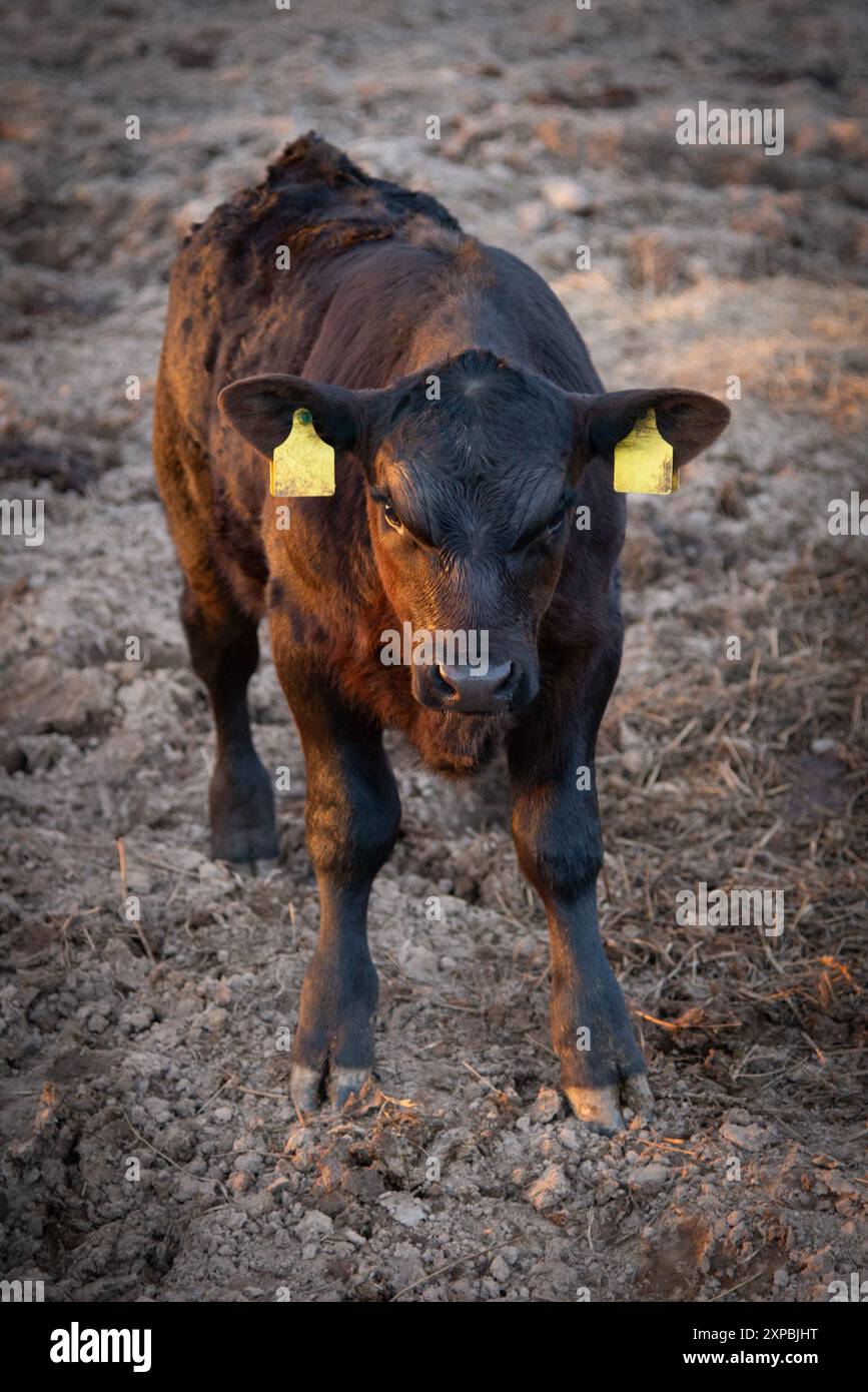 Black angus calf front view Stock Photo - Alamy