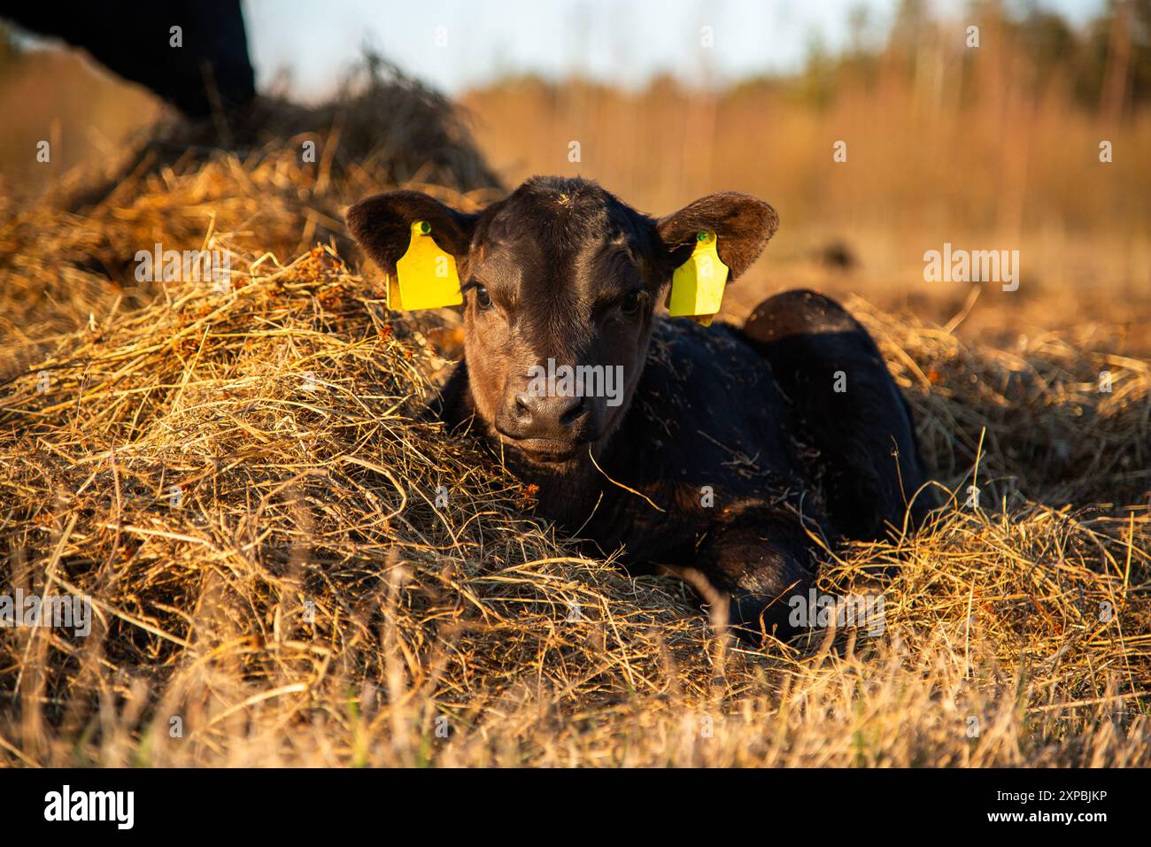Black angus calf lying in straw Stock Photo - Alamy