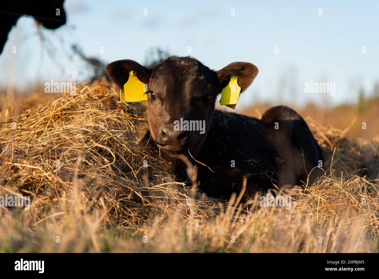 Black angus calf lying in straw Stock Photo - Alamy