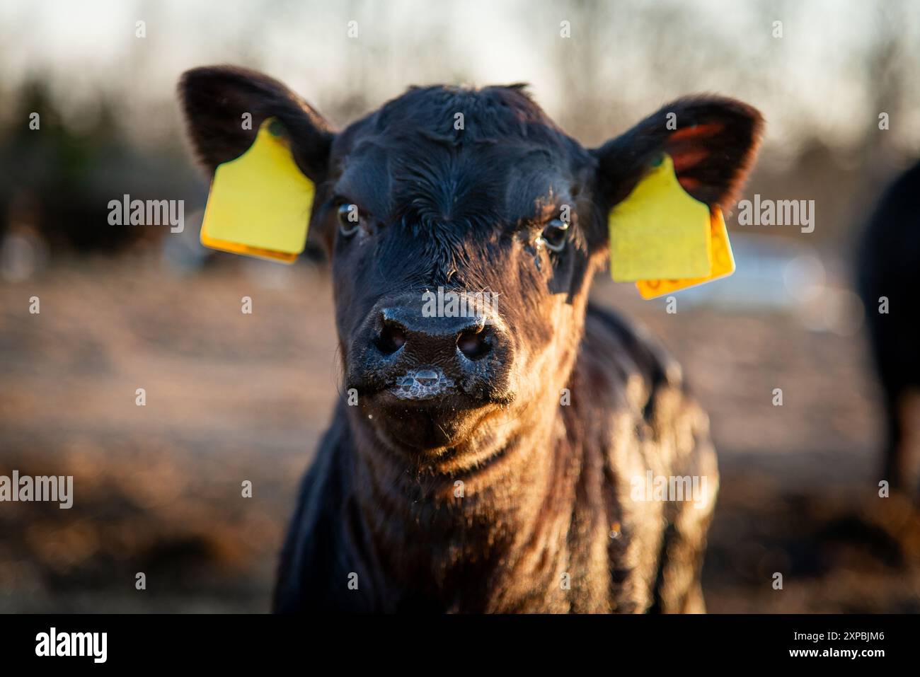 Black angus calf portrait Stock Photo - Alamy