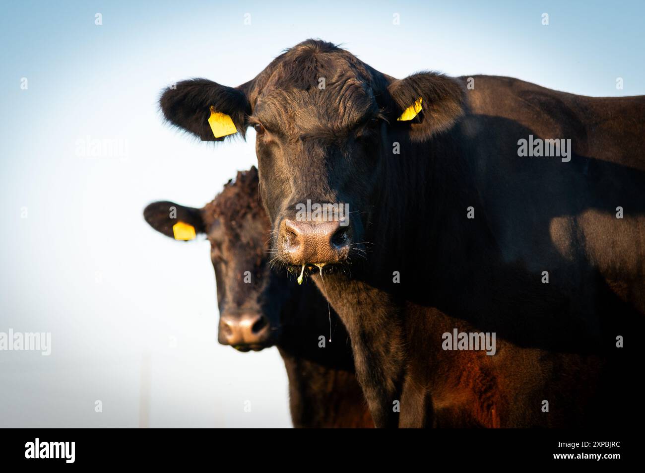 Black angus cows portrait, cow head Stock Photo - Alamy