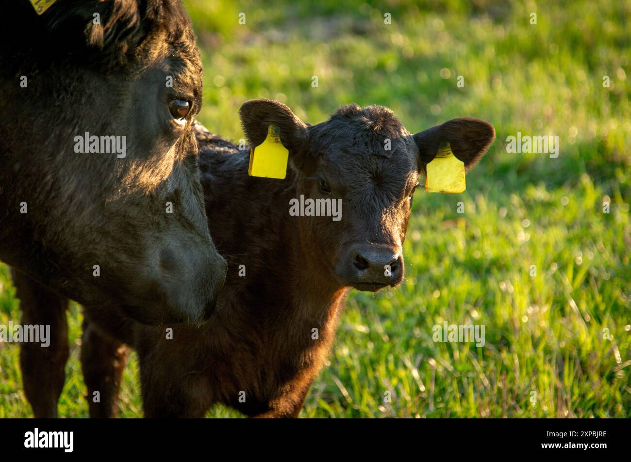 Black angus calf portrait Stock Photo - Alamy