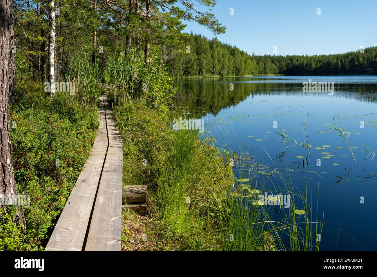 beautiful forest lake scenery with duckboards Stock Photo - Alamy