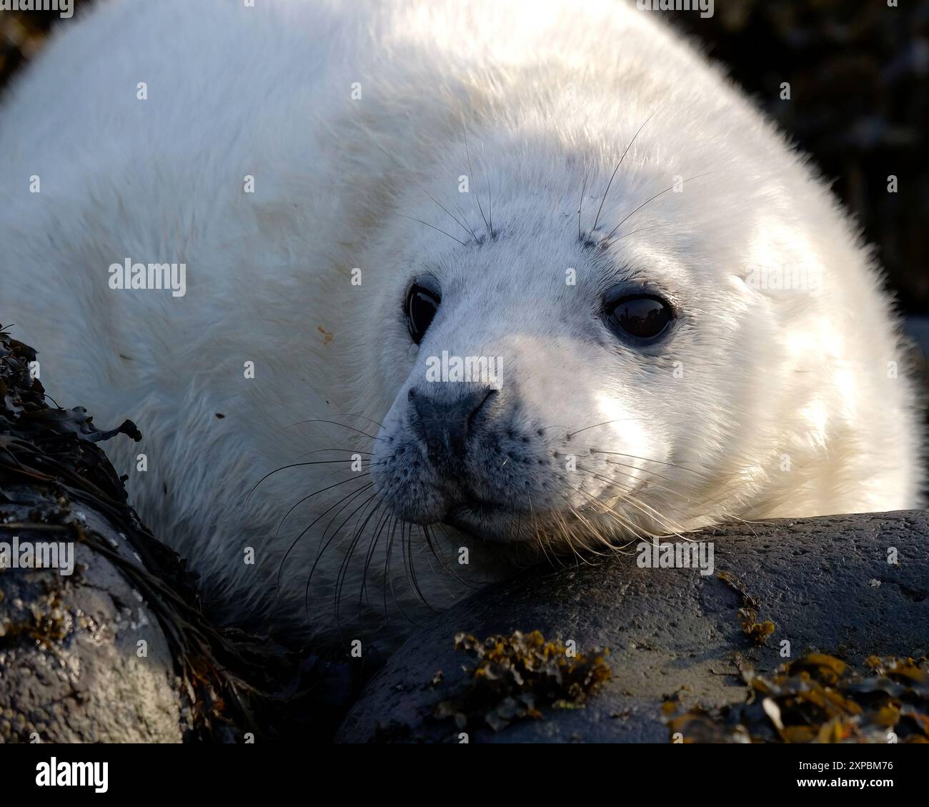 Seal eyes water cute hi-res stock photography and images - Alamy