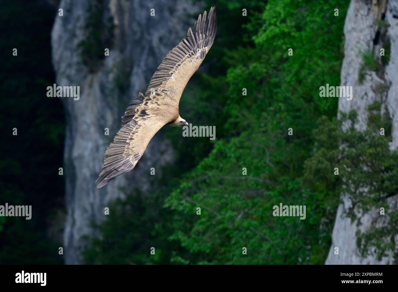 Flying Griffon Vulture in a canyon, seen from above Stock Photo - Alamy