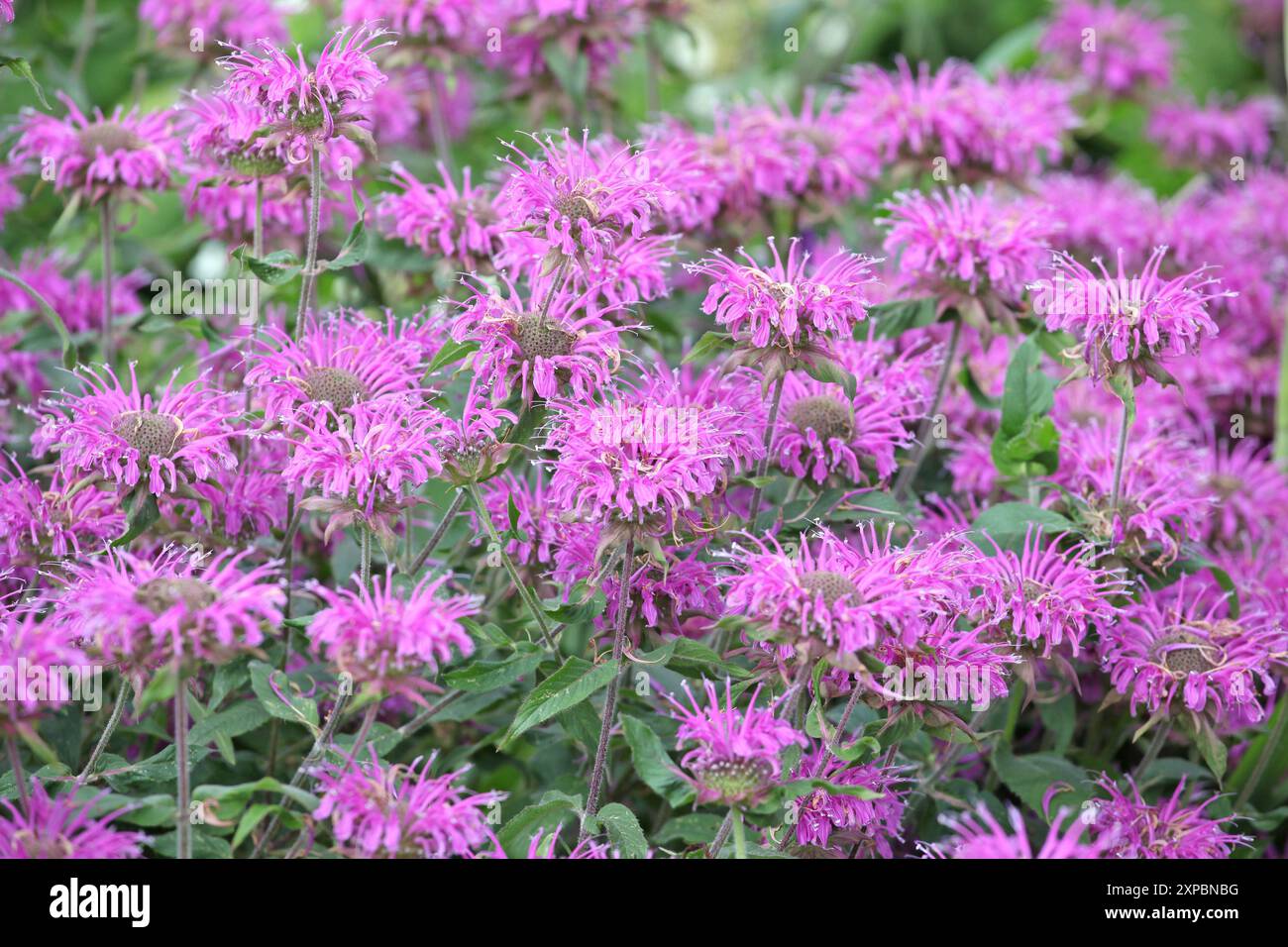 Purple Monarda, also known as bergamot, bee balm, horsemint ‘Violet ...