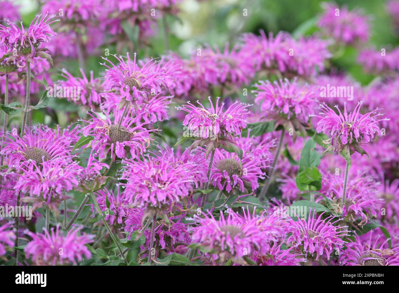 Purple Monarda, also known as bergamot, bee balm, horsemint ‘Violet ...