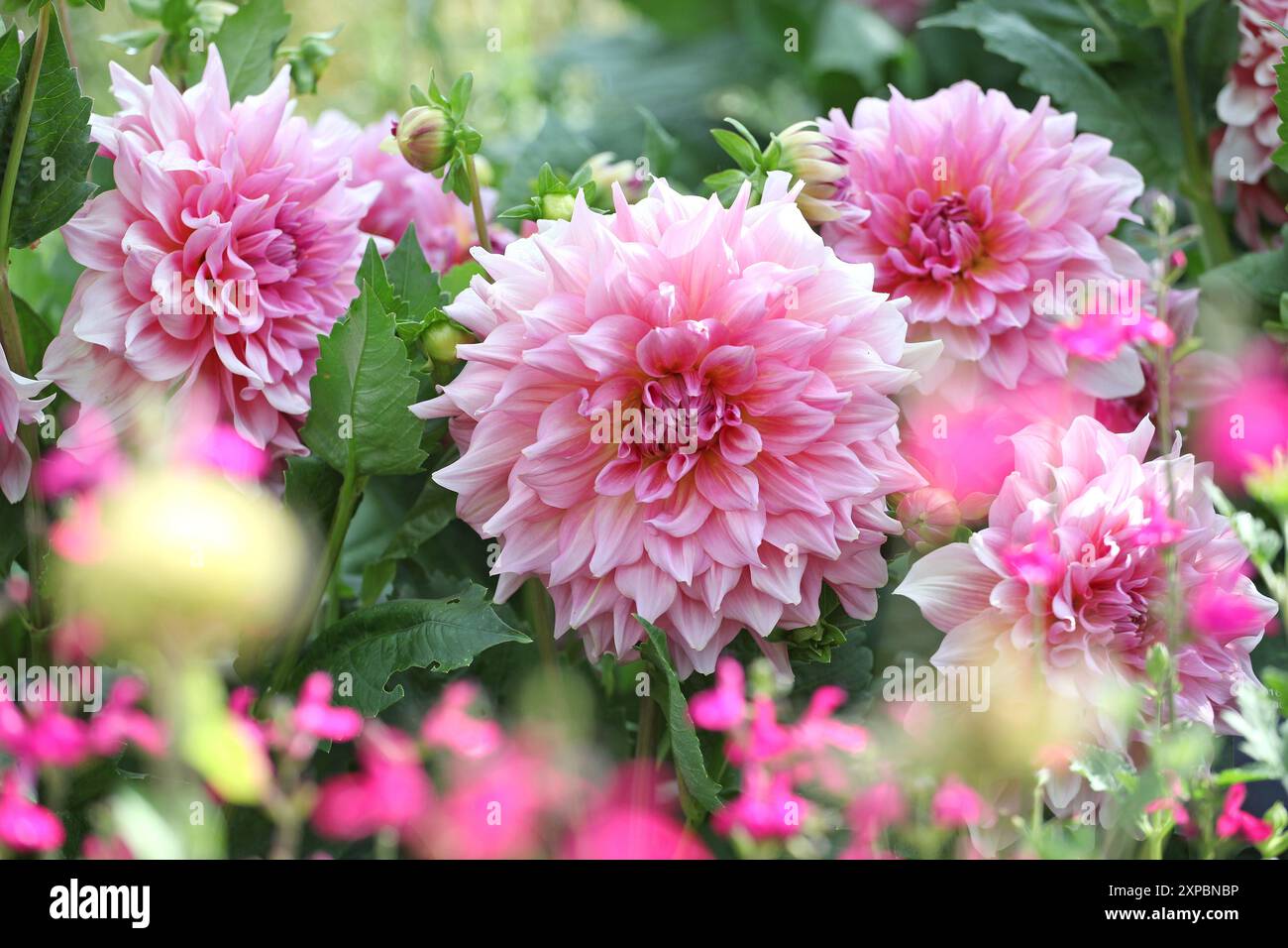 Pink dinner plate dahlia ‘Otto’s Thrill’ in flower Stock Photo - Alamy