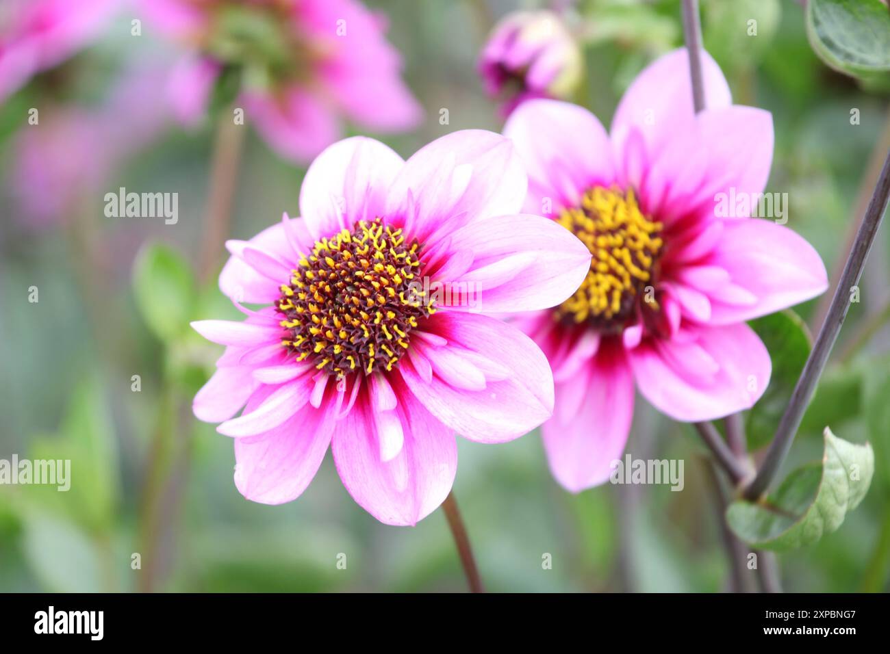 Pink and purple collarette Dahlia ‘Skyfall’ in flower Stock Photo - Alamy