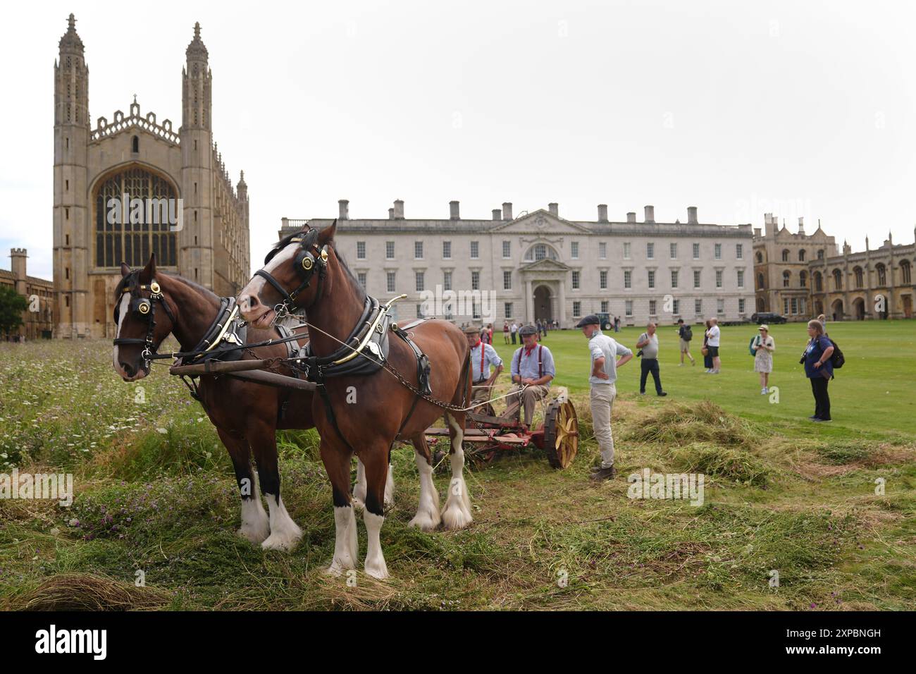 Shire horses Cosmo and Bryn from the Huntingdon-based Waldburg Shires ...