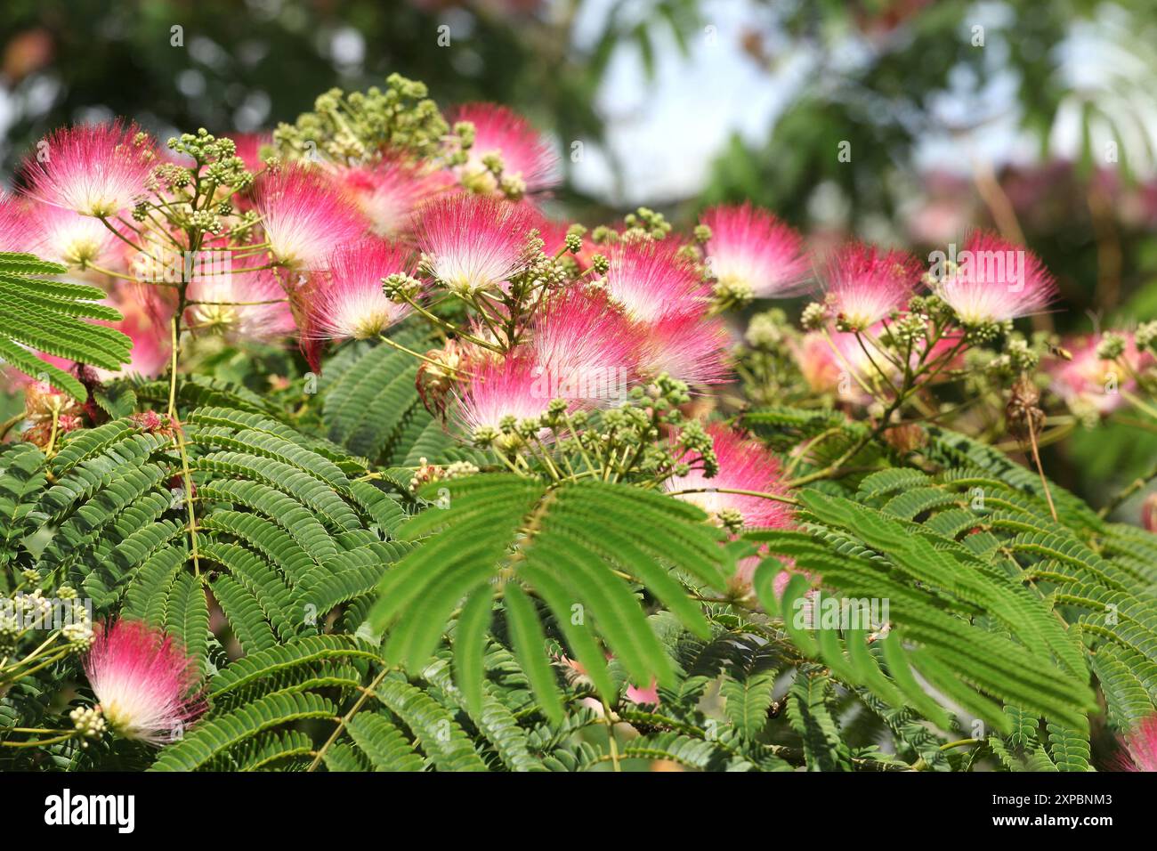Pink and white bottlebrush Albizia julibrissin, the Persian silk tree ...