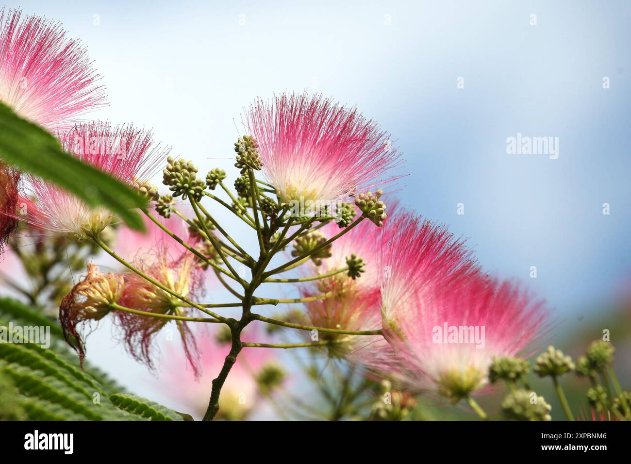 Pink and white bottlebrush Albizia julibrissin, the Persian silk tree ...