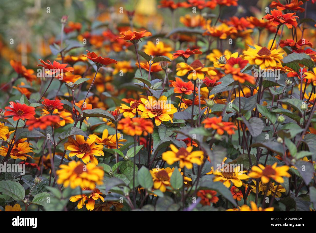 Red, orange and yellow Heliopsis helianthoides, also known as North ...