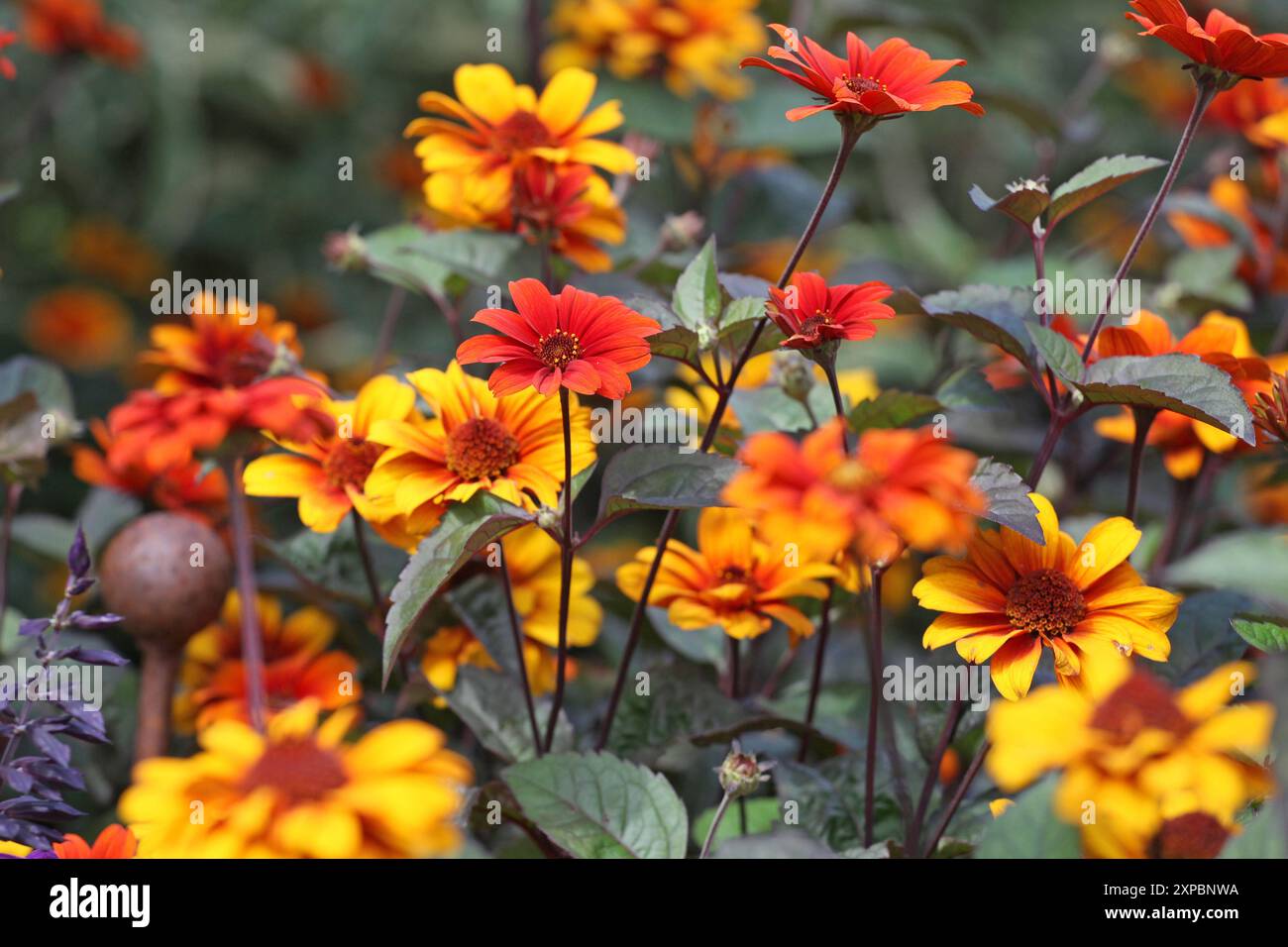 Red, orange and yellow Heliopsis helianthoides, also known as North ...