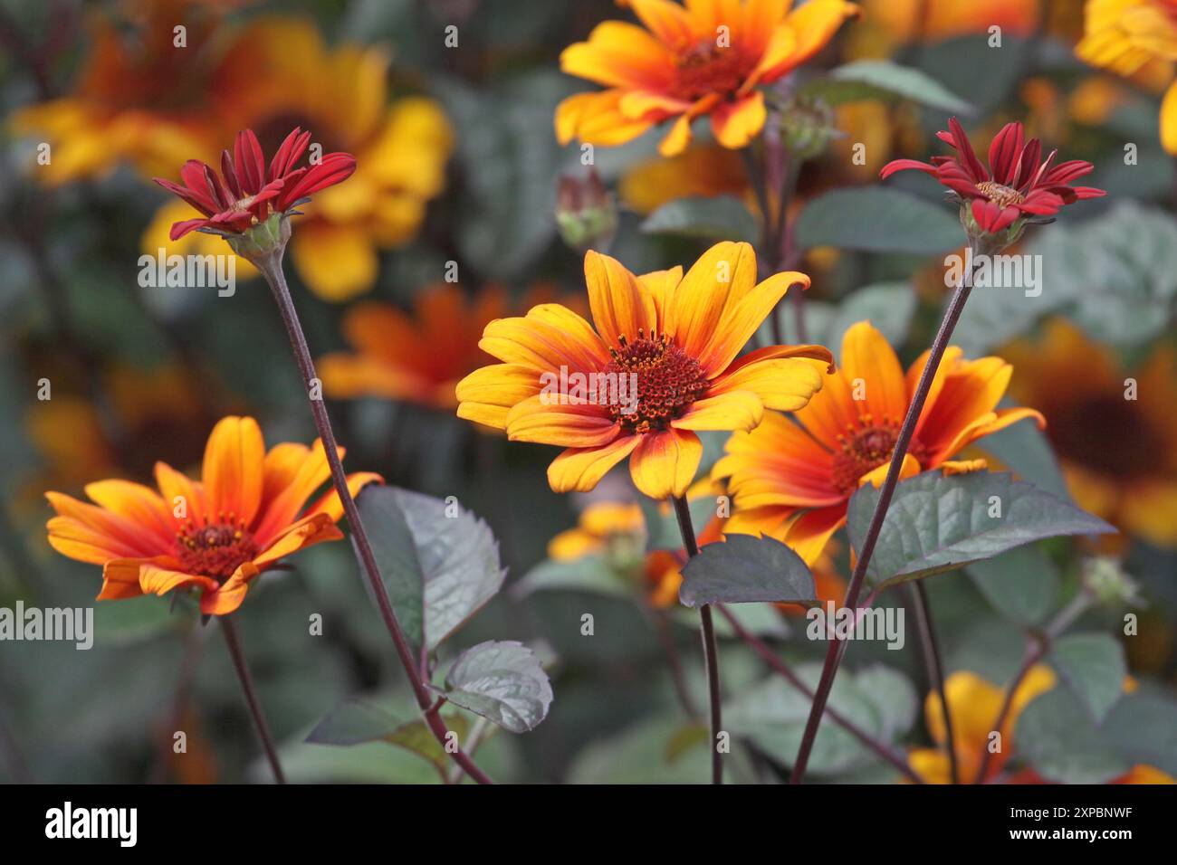Red, orange and yellow Heliopsis helianthoides, also known as North ...
