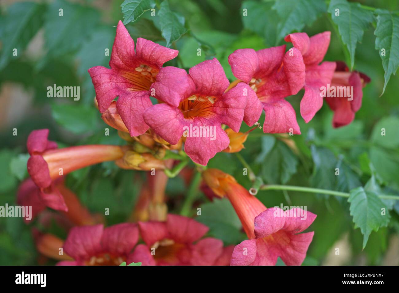 Red pink Campsis x tagliabueana, trumpet creeper, ‘Madame Galen’ in ...