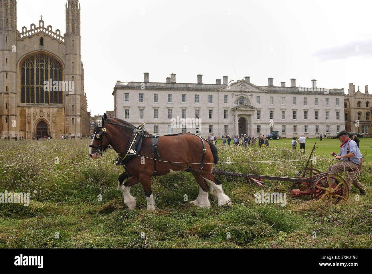 Shire horses Cosmo and Bryn from the Huntingdon-based Waldburg Shires ...