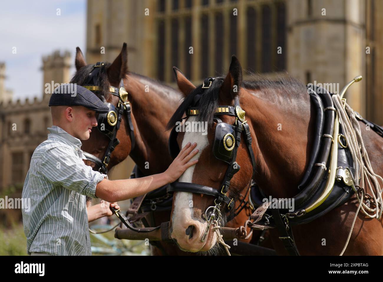 Toby Lawless with shire horses Cosmo and Bryn from the Huntingdon-based ...