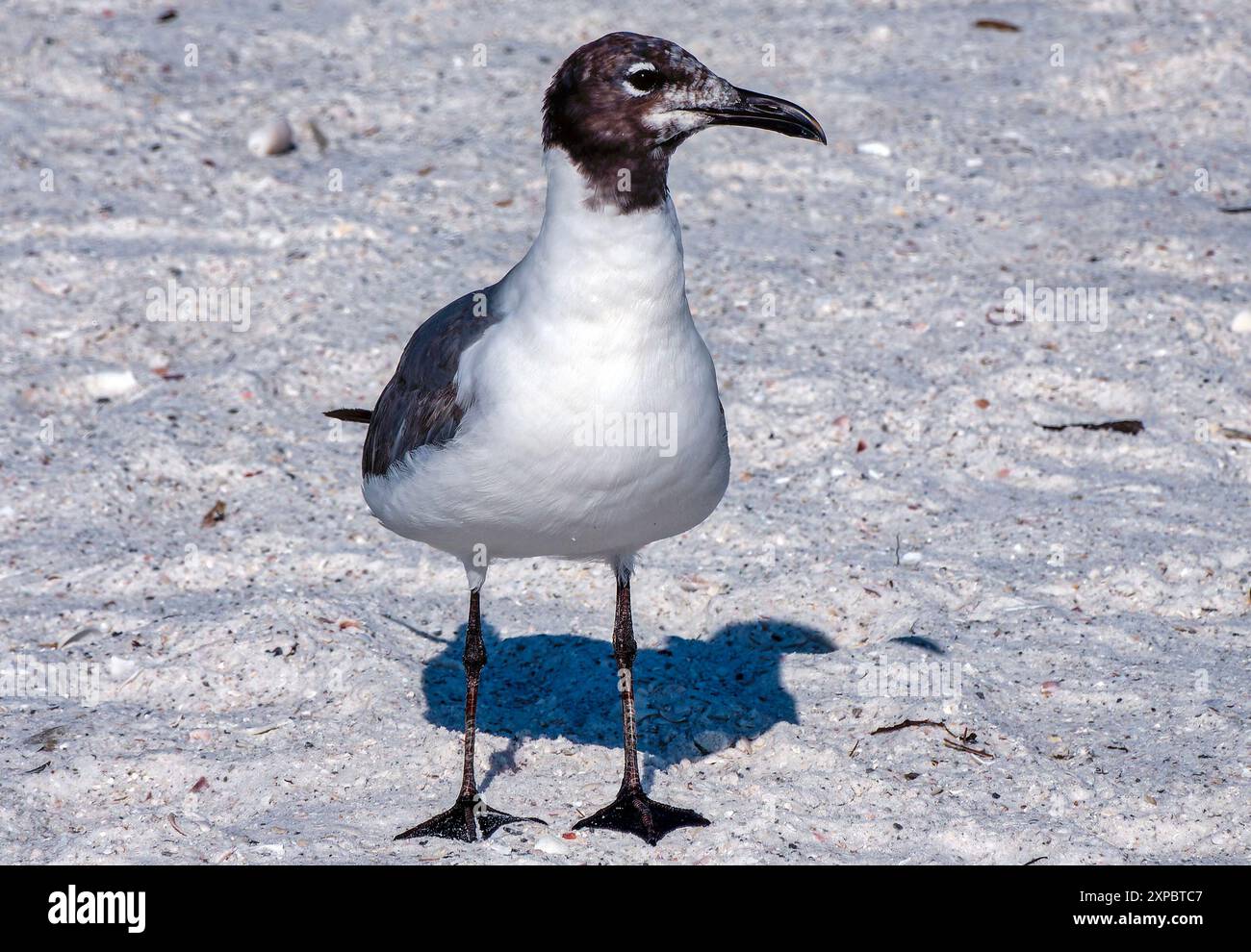 Black Skimmers on a Florida beach Stock Photo - Alamy