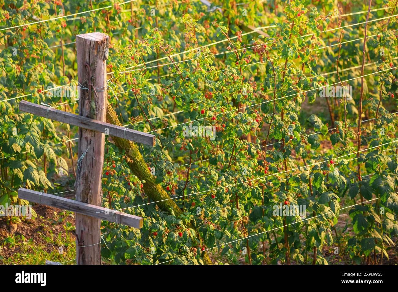 Raspberry branches ripe fruits in hi-res stock photography and images ...