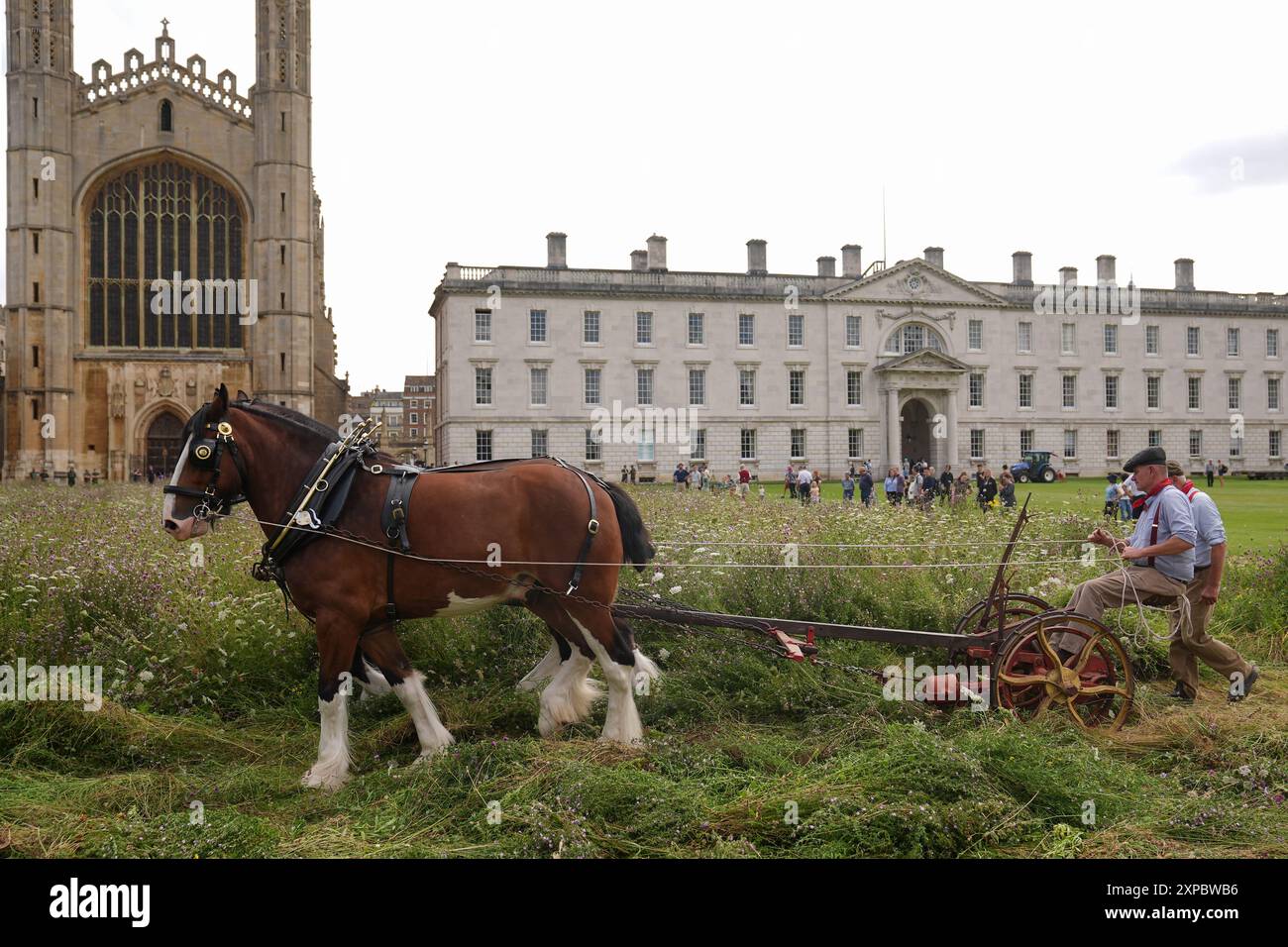 Shire horses Cosmo and Bryn from the Huntingdon-based Waldburg Shires stables are used to ...