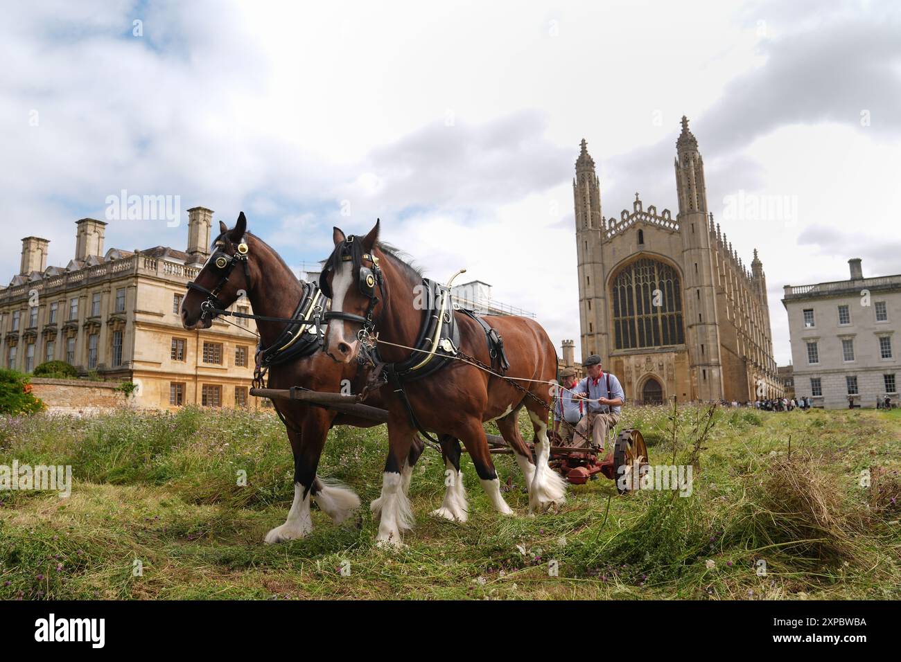 Shire horses Cosmo and Bryn from the Huntingdon-based Waldburg Shires ...