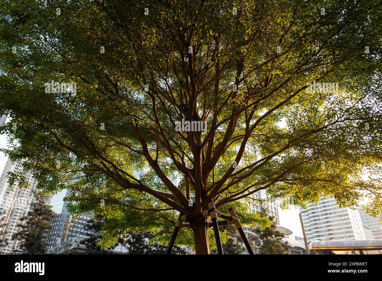 Big tree with wide branches touching the sunset with background of ...