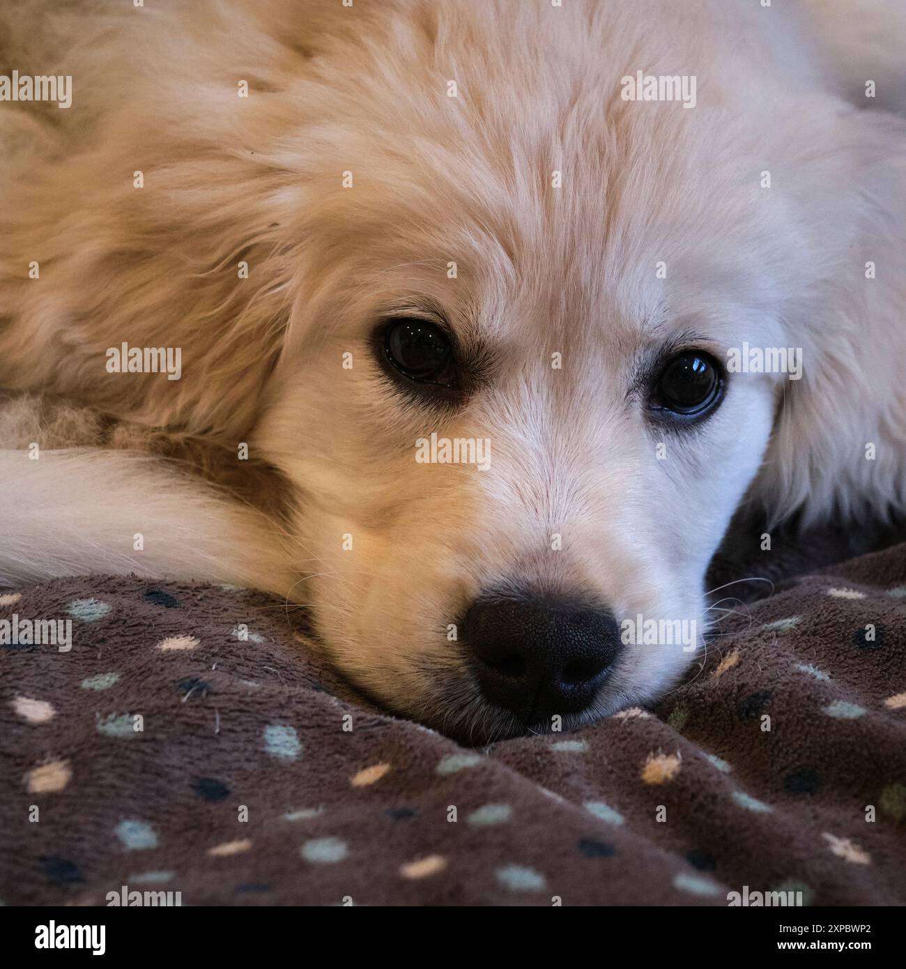 Cute dog with puppy eyes hi-res stock photography and images - Alamy