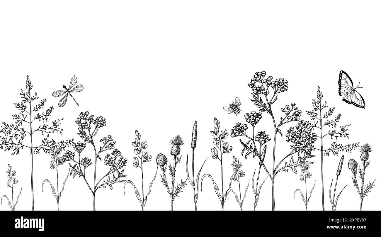 Frame, border with meadow dry plants, tansy. Squirrel's tail grass ...