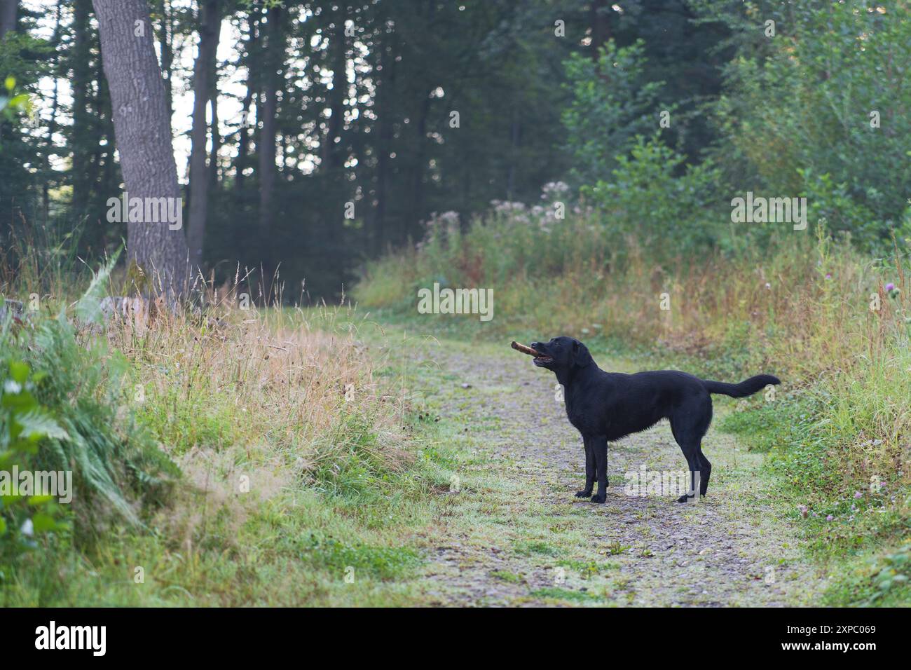A black playful Labrador dog on a forest road with a stick. A pet in ...