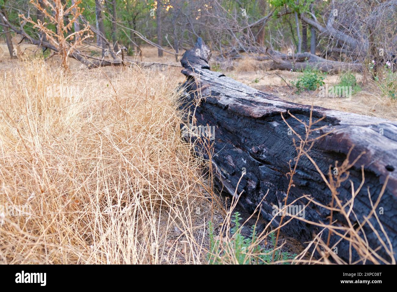 Drought in forest hi-res stock photography and images - Alamy