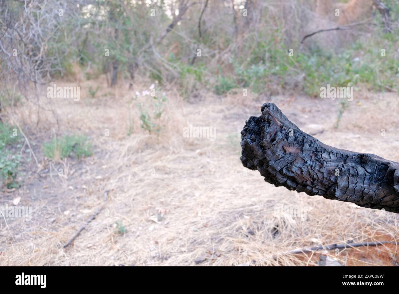 A burnt branch in the urban forest Stock Photo - Alamy