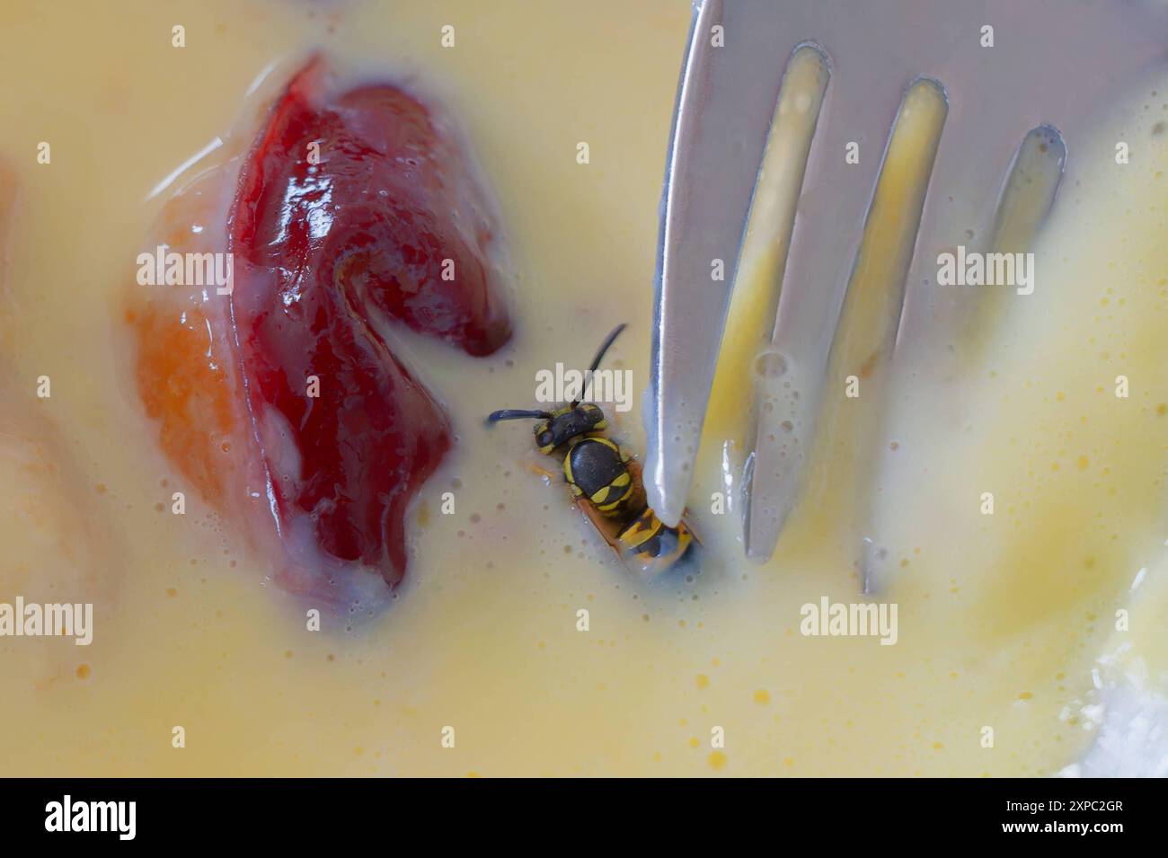 Wespenzeit hi-res stock photography and images - Alamy