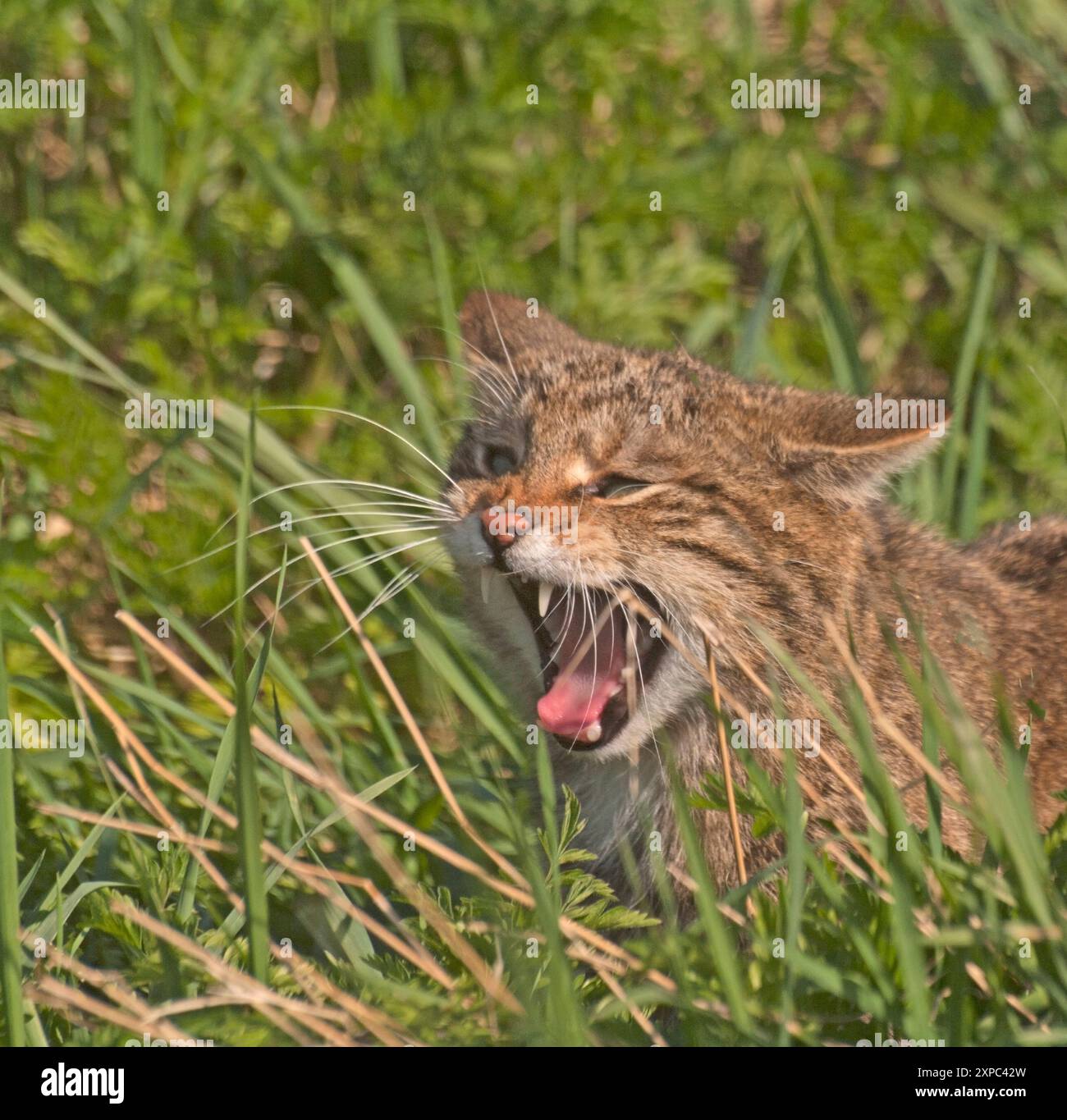 WILD CAT (Scottish Stock Photo - Alamy