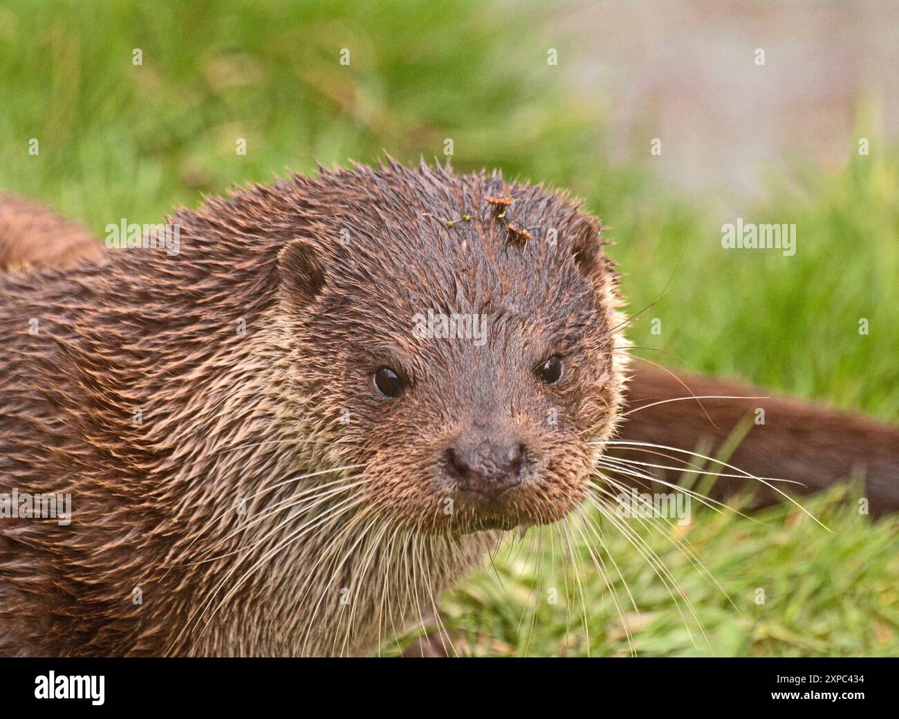 Otter head hi-res stock photography and images - Alamy