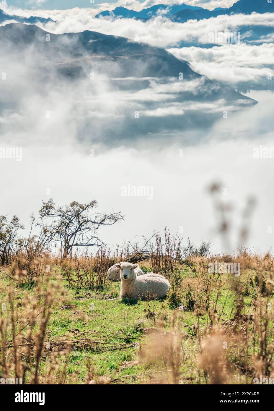 White wolly sheep lying on grassland with foggy mountain on summit ...