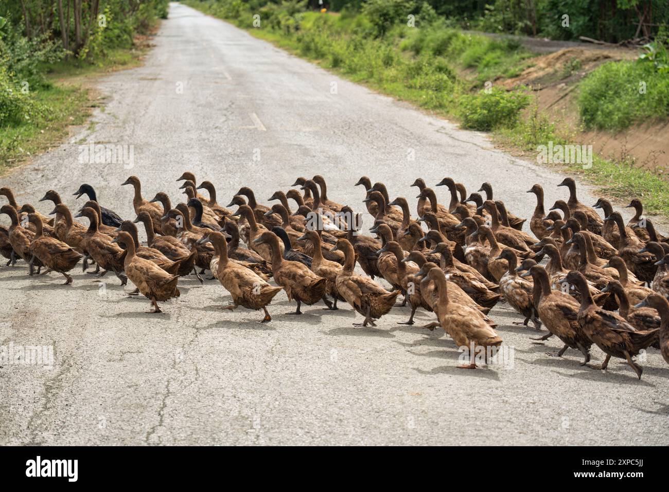 Flock of brown duck crossing on the road to feeding in the rice field ...
