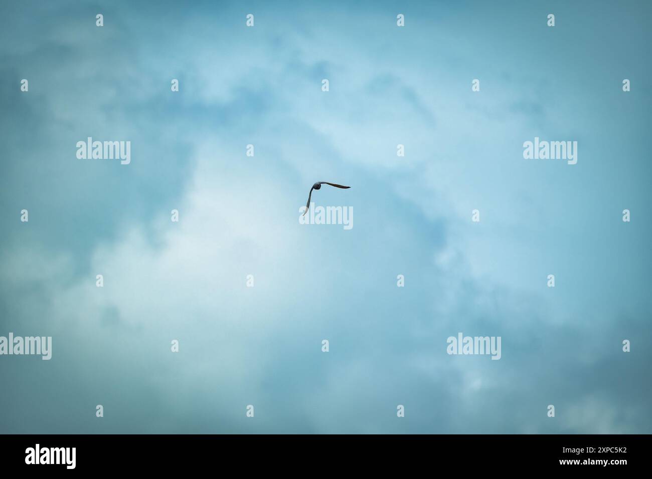 Rear view of bird hi-res stock photography and images - Alamy