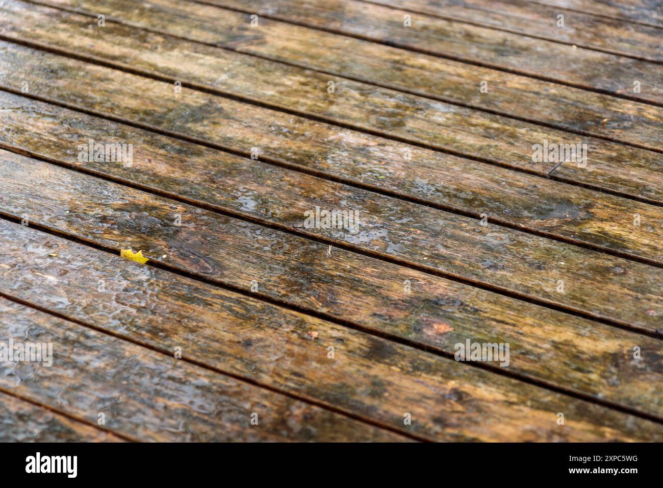 An wooden deck wet from rain, old terrace with some mold spots caused ...